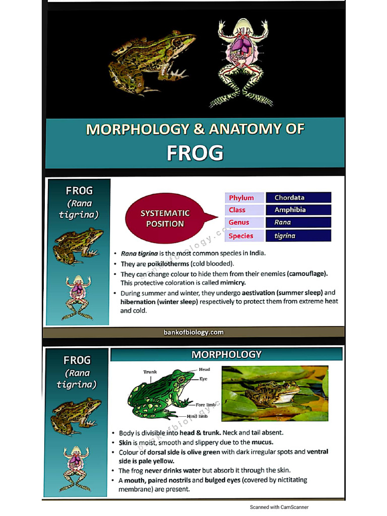 FROG - Structural Organisation in Animals | PDF