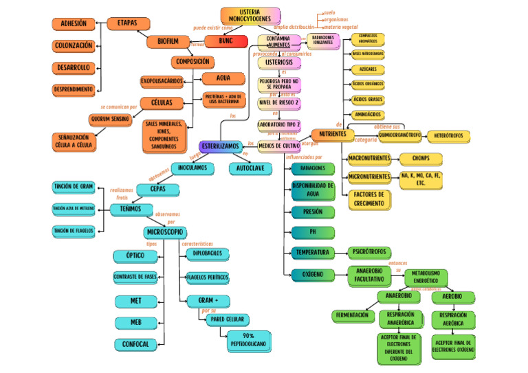 Listeria Monocytogenes Mapa Conceptual | PDF