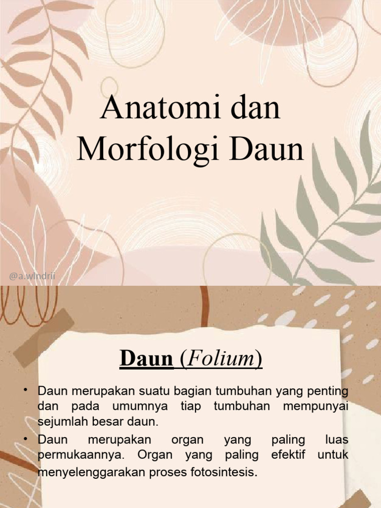 Anatomi Dan Morfologi Daun 2021 | PDF