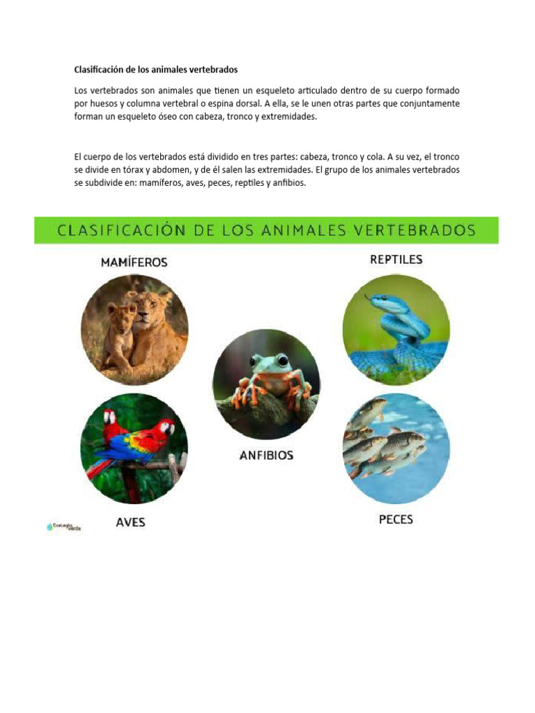Clasificación de Vertebrados y Mamíferos | PDF