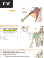 Región Axilar Resumen Prrre | PDF | Tórax | Anatomía humana