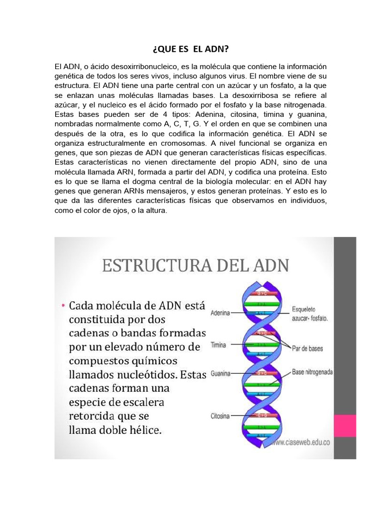 Tarea ADN | PDF