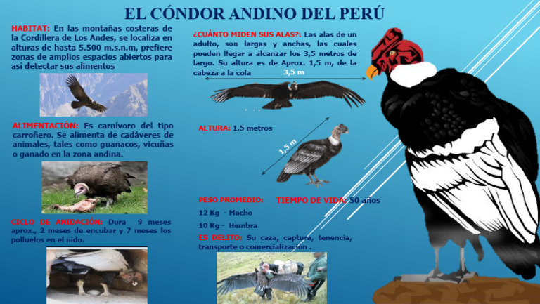 El Condor Andino - Peligro de Extinsión - PPTX 2 | PDF
