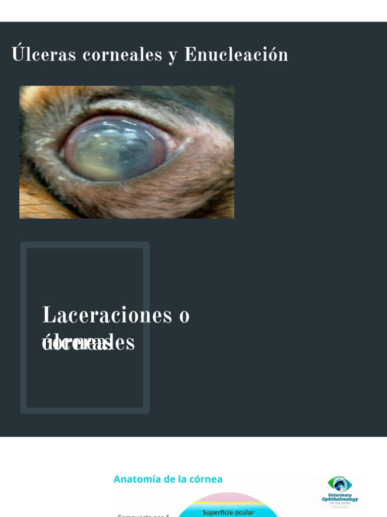Ulcera y Enucleacion Ocular | PDF | Córnea | Ojo humano
