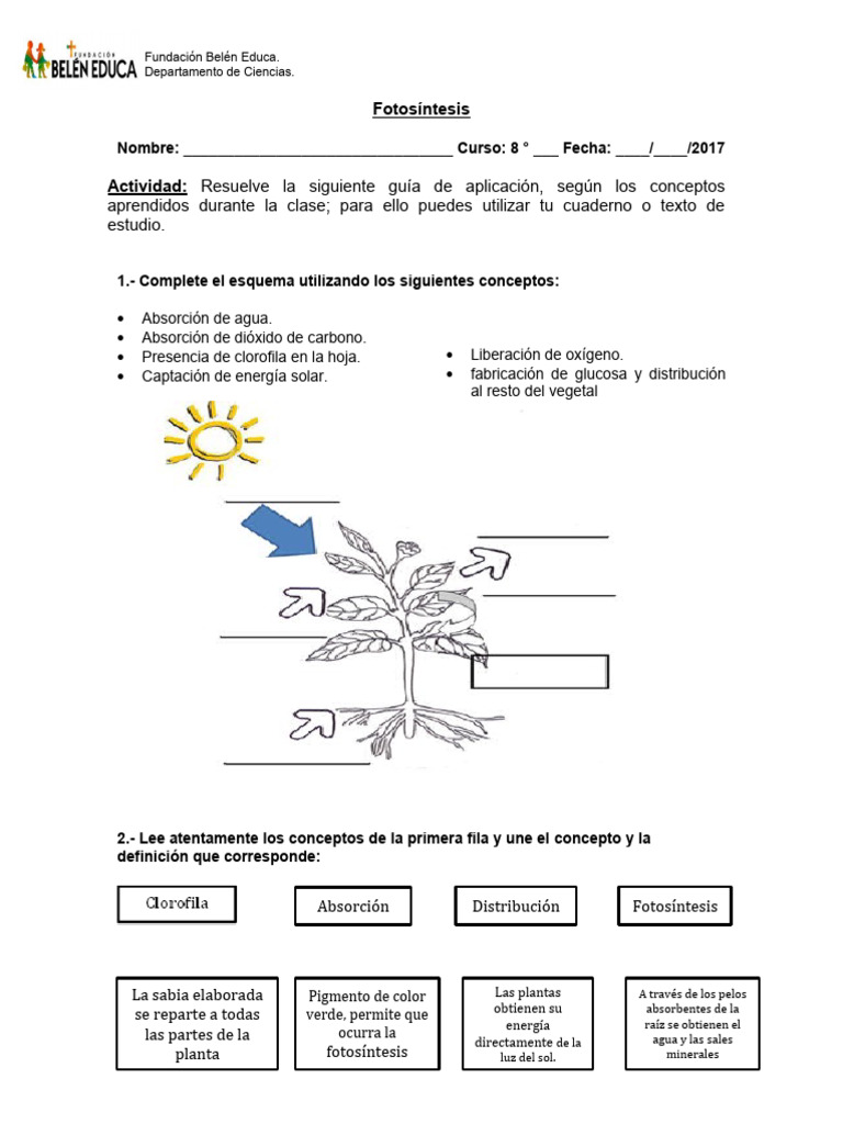 Guia Fotosíntesis Clase 7 | PDF | Fotosíntesis | Plantas