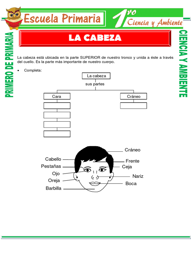 Partes de la Cabeza para Niños | PDF | Cara | Cerebro