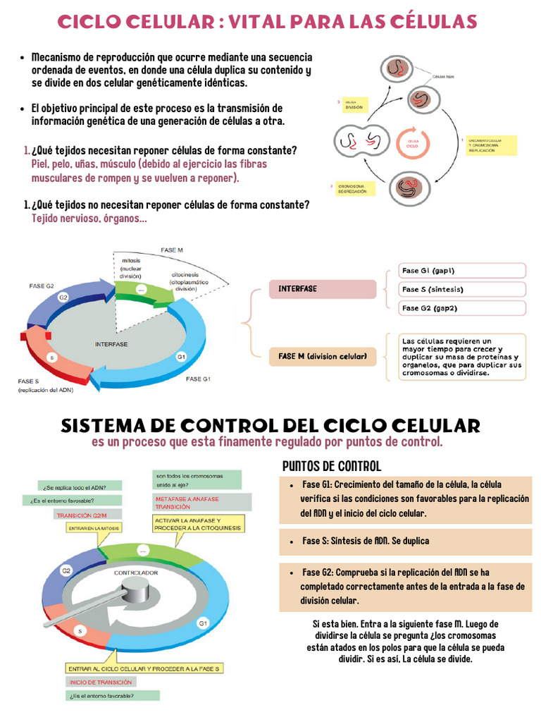 Ciclo Celular (2) DG | PDF | Ciclo celular | Mitosis