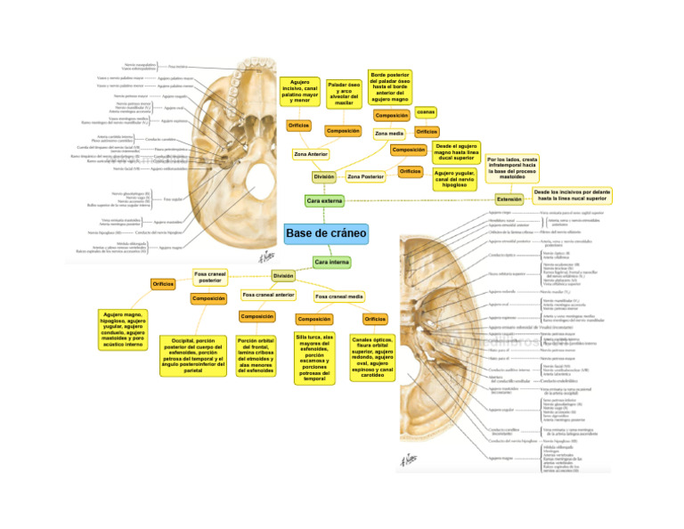 Base de Cráneo | PDF