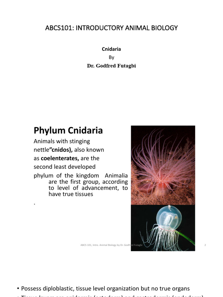 Cnidarians: Structure and Function | PDF