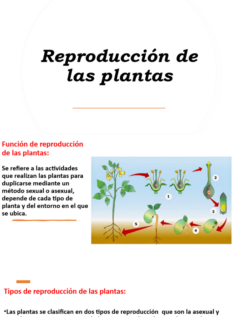 Reproducción de Las Plantas | PDF | Ciencia y matemáticas
