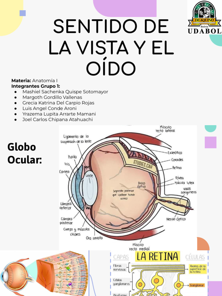 Partes del Ojo Interno y su Anatomía | PDF | Ciencia y matemáticas