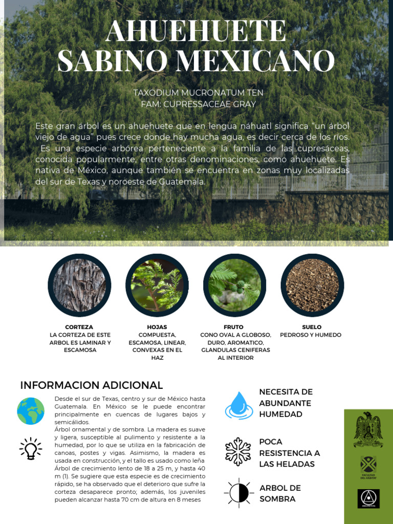 Ficha Ahuehuete Mexicano | PDF