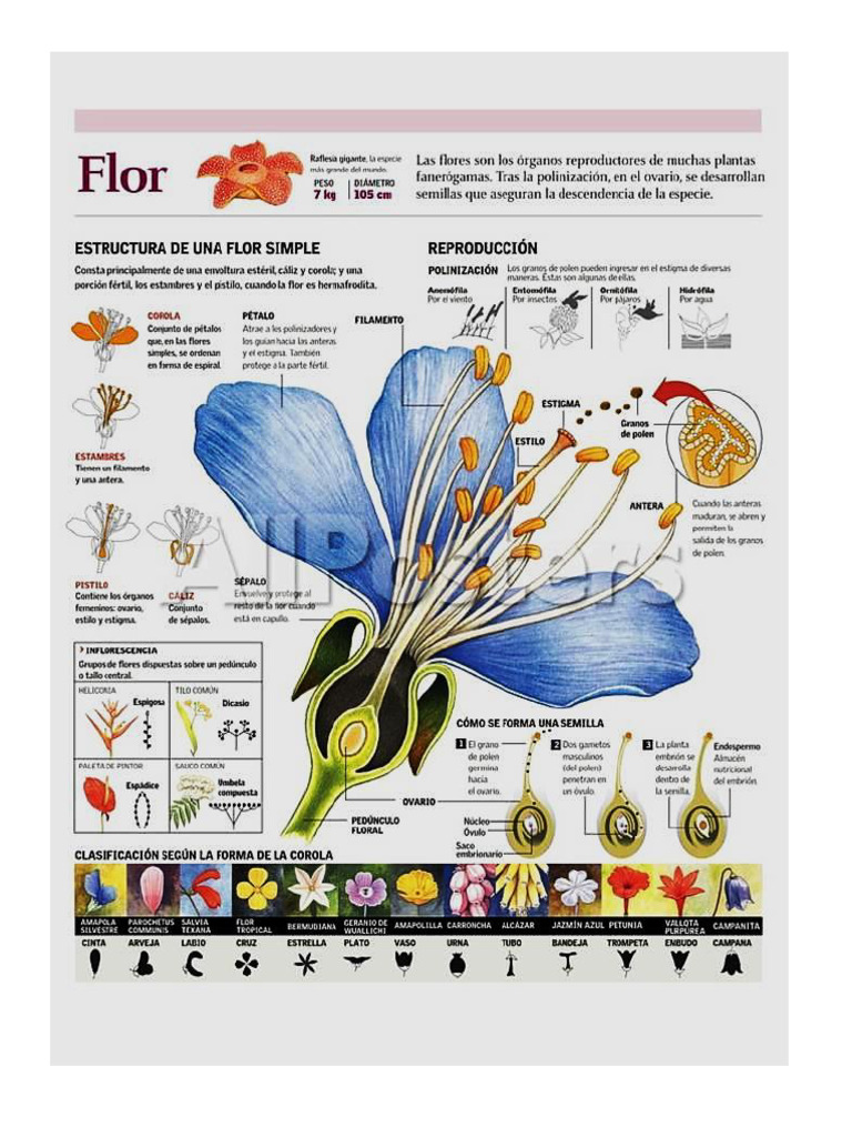 Guía Infografía Morfología de la Flor | PDF