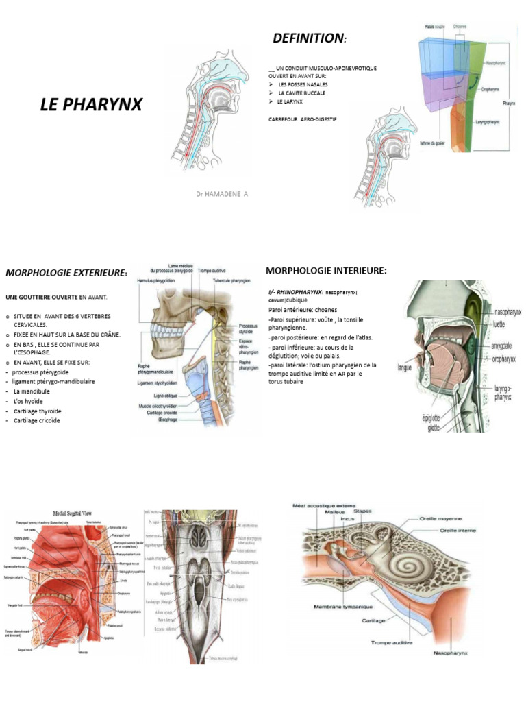 Le Pharynx | PDF