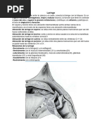 Anatomía de la Faringe y Laringe en Perros | PDF | Laringe ...