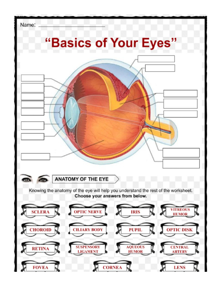 Igcse Eye Labels | PDF