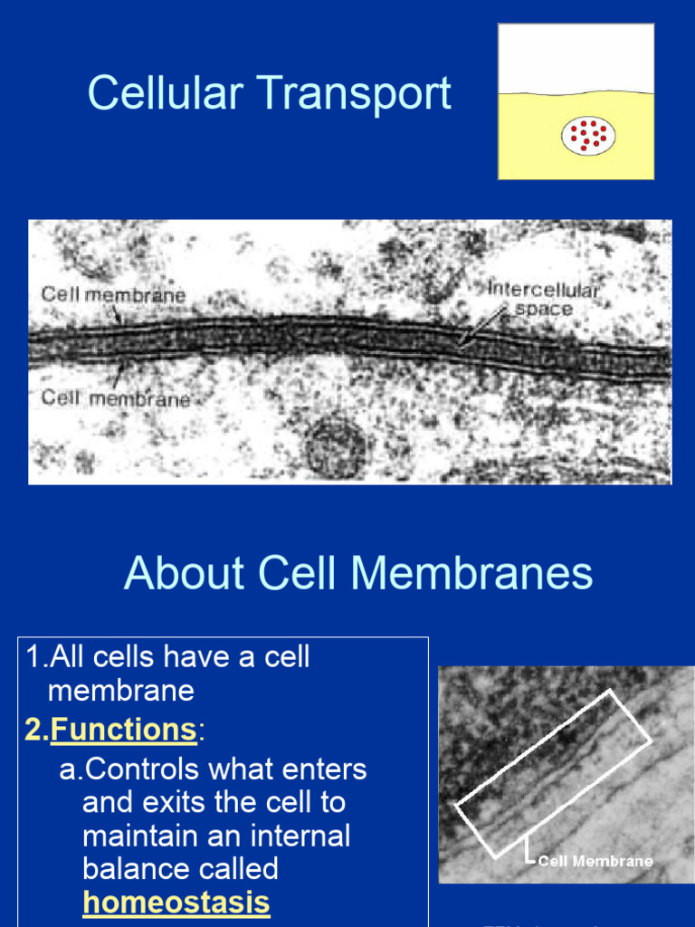 Cell Transport Notes | PDF | Cell Membrane | Lipid Bilayer