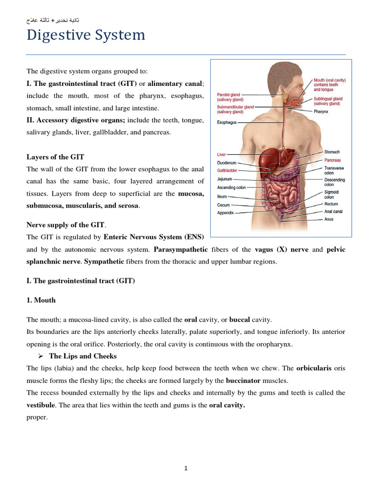 Digestive & Urinary-1 | PDF | Foreign Language Studies