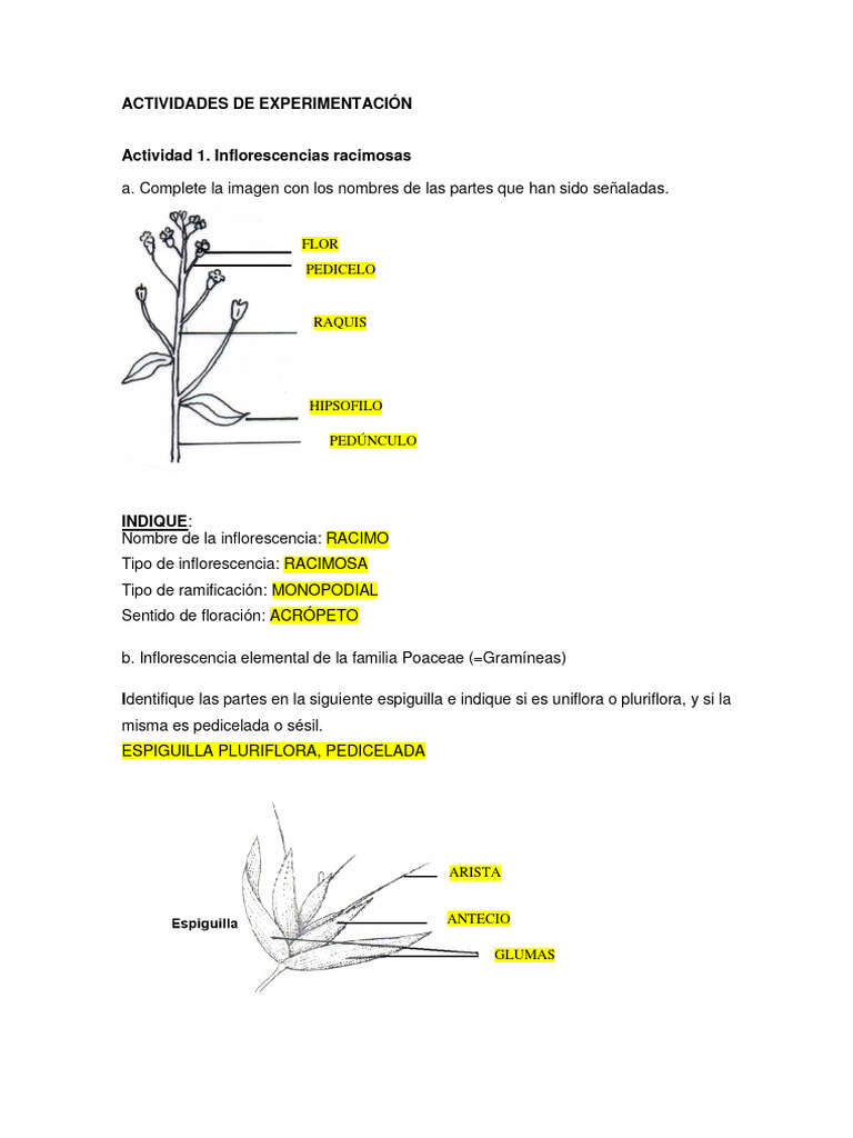 Tipos Inflorescencias | PDF | Flores | Morfología Vegetal