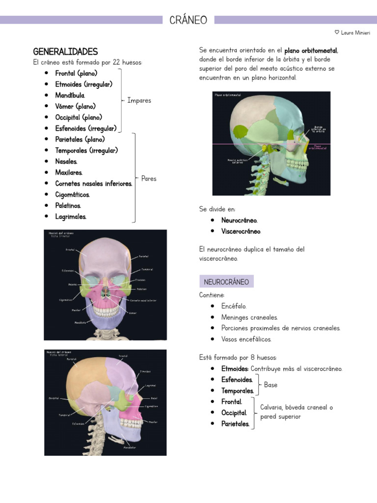 Cráneo Resumen Moore | PDF | Cráneo | Anatomía