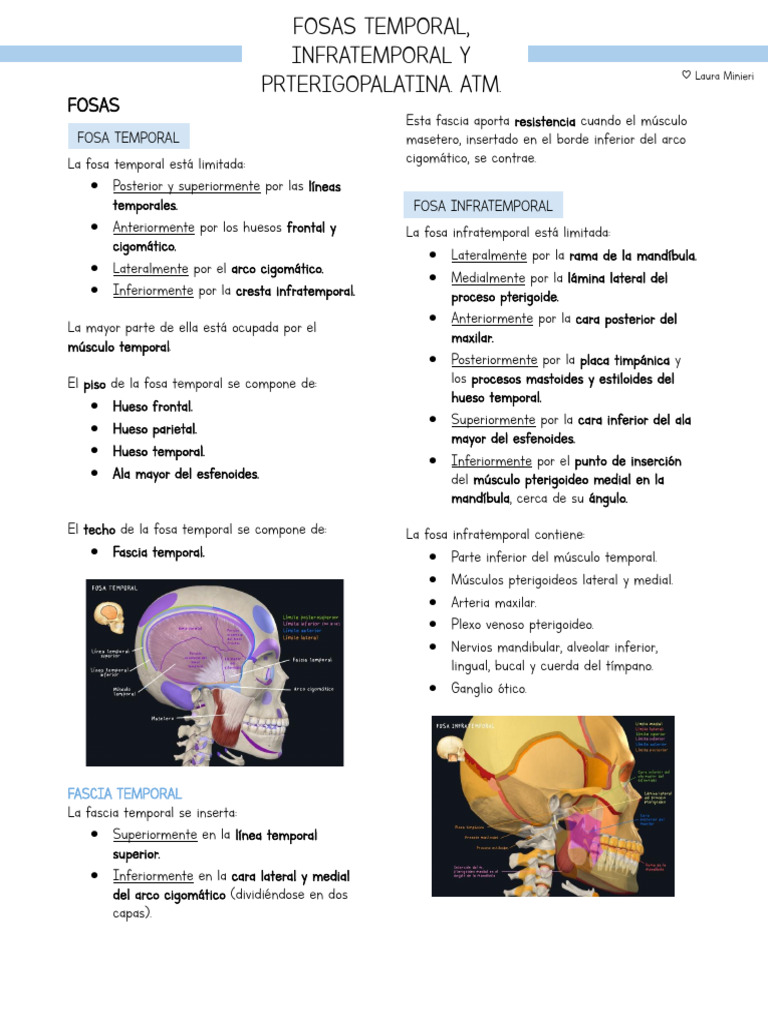 Fosa Temporal, Infratemporal y Pterigopalatina. ATM Resumen Moore | PDF ...