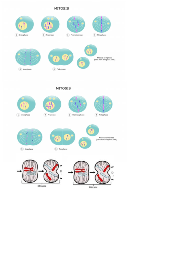 Mitosis | PDF