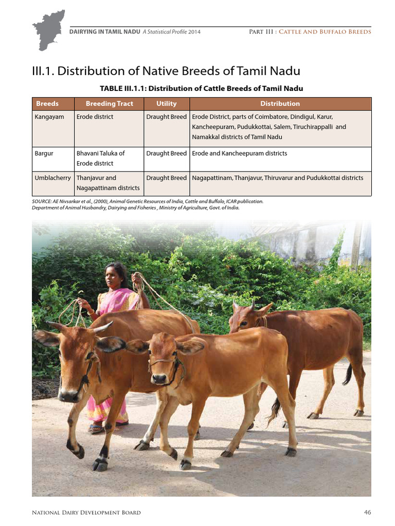 Cattle and Buffalo Breeds in Tamil Nadu | PDF | Cattle | Tamil Nadu