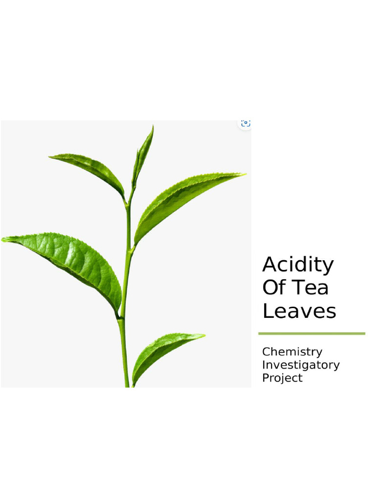 Acidity of Tea Leaves | PDF | Acid | Tea