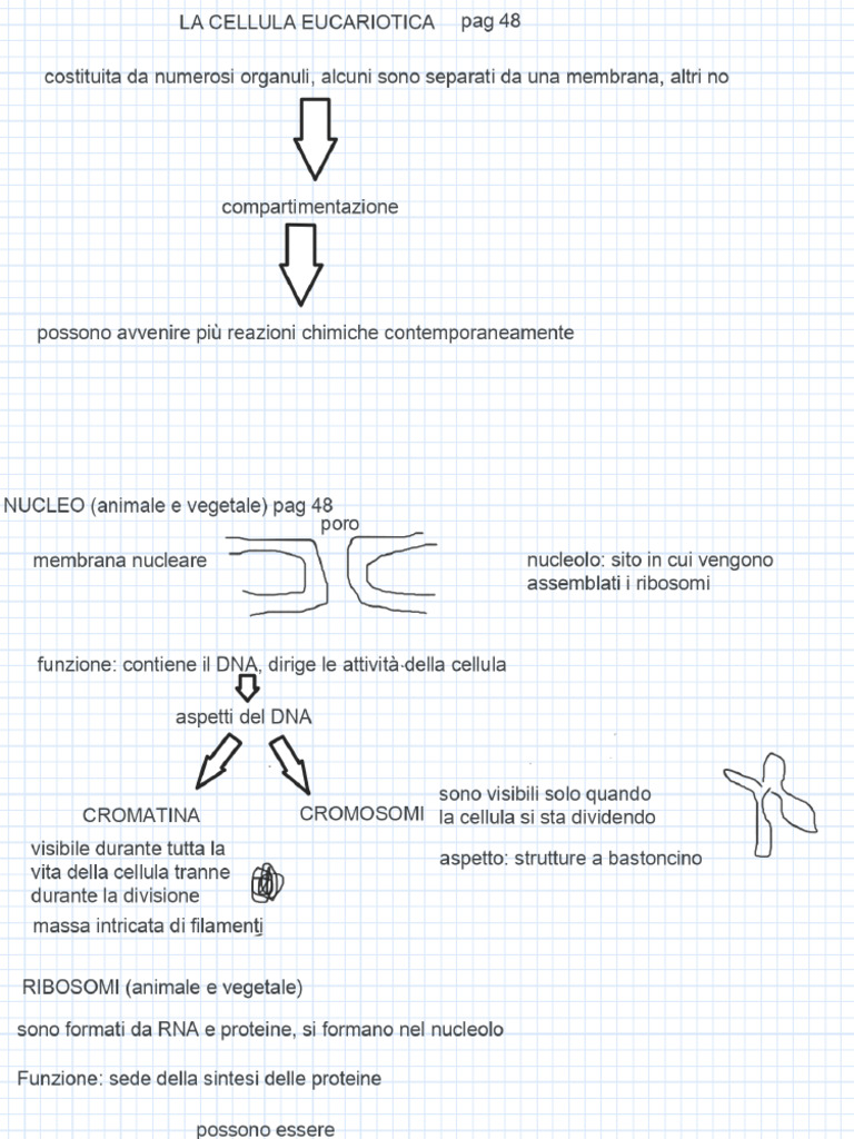 La Cellula Eucariotica | PDF