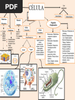 Mapa Conceptual Celula Eucariota | PDF | Biología Celular) | Biología Celular