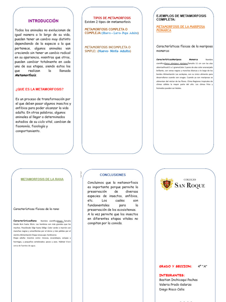 Tríptico Metamorfosis | PDF | Insectos | Lepidópteros