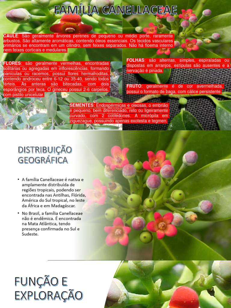 Características da Família Canellaceae | PDF