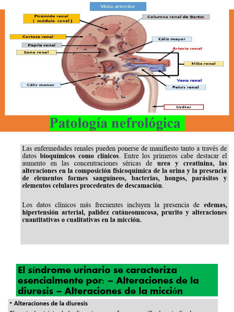 Patologia Rena | PDF | Sistema urinario | Trombo