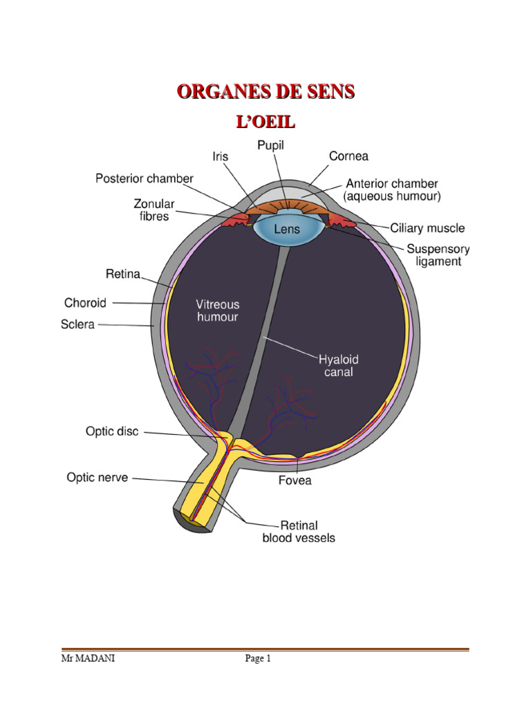 Anatomie de l'Œil et Vision | PDF | Œil humain | Rétine