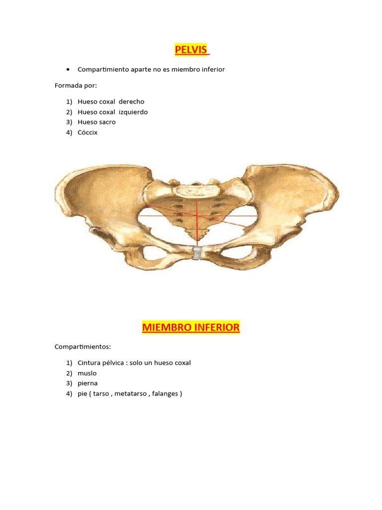 4) Pelvis Miembro Infer. | PDF | Pelvis | Sistema musculoesquelético