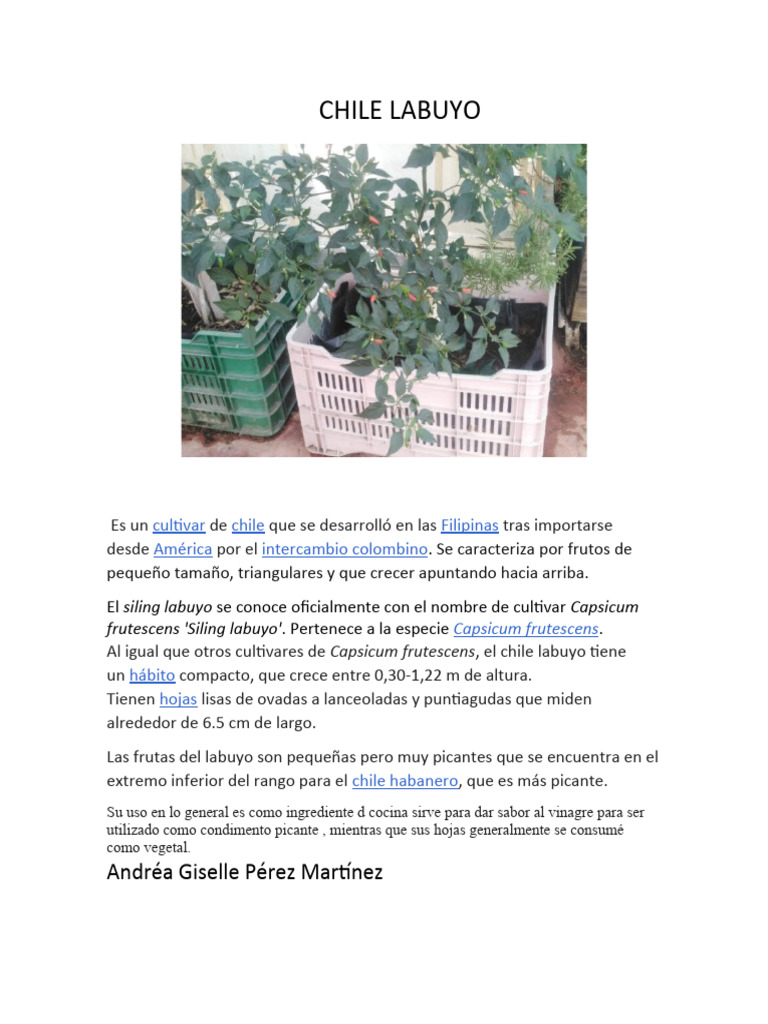 Chile Labuyo: Características y Usos | PDF
