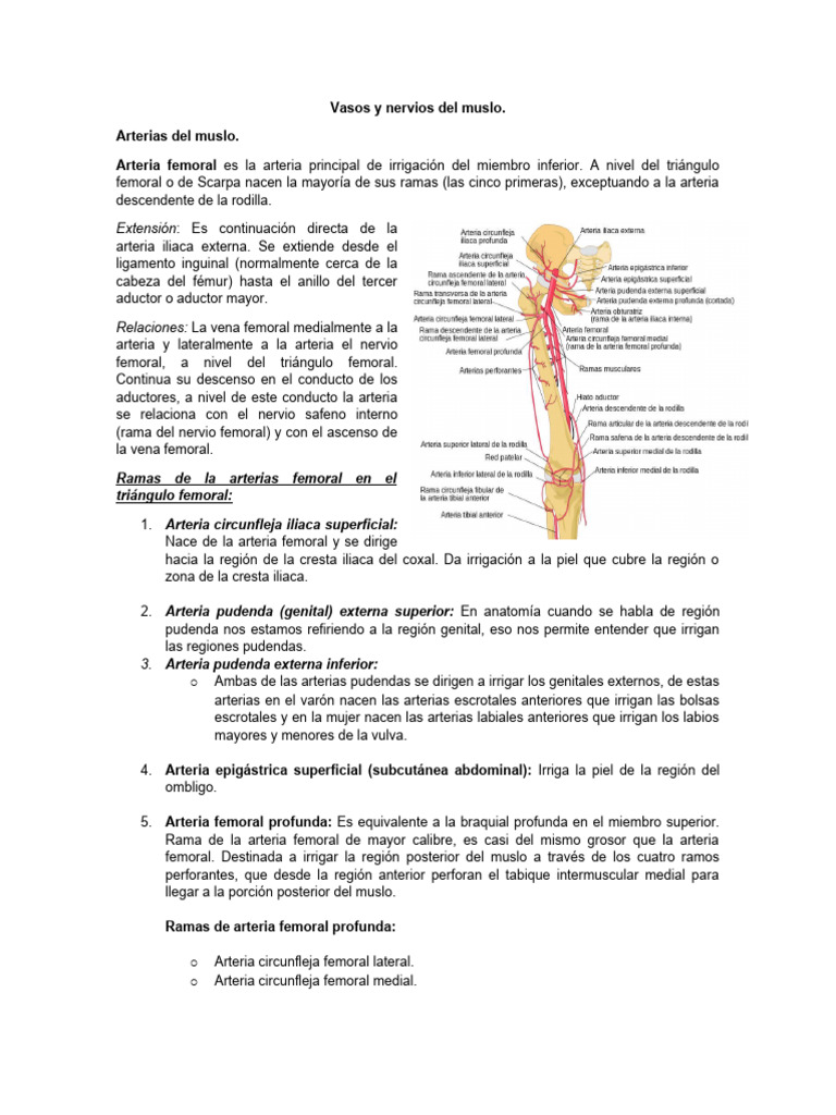 Vasos y Nervios Del Muslo Corregido | PDF | Extremidades (anatomía ...