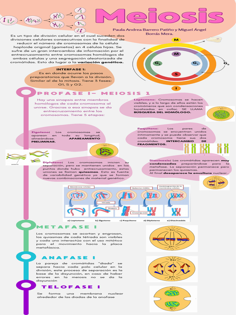 Infografía Meiosis (1) | PDF | Mitosis | Biologia de sistemas
