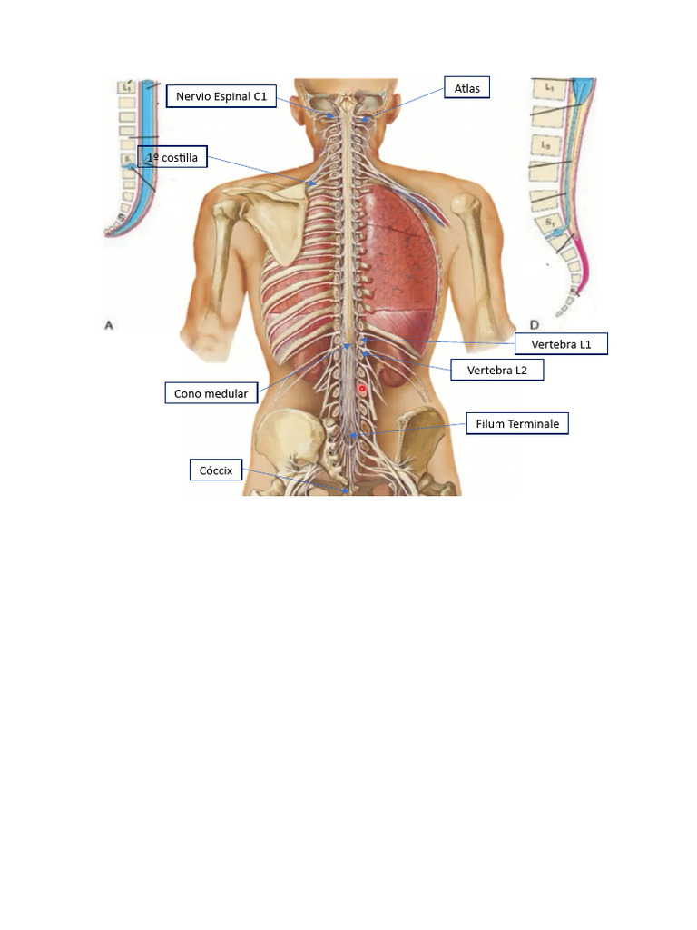 Imagenes Anatomia Medula | PDF | Médula espinal | La columna vertebral