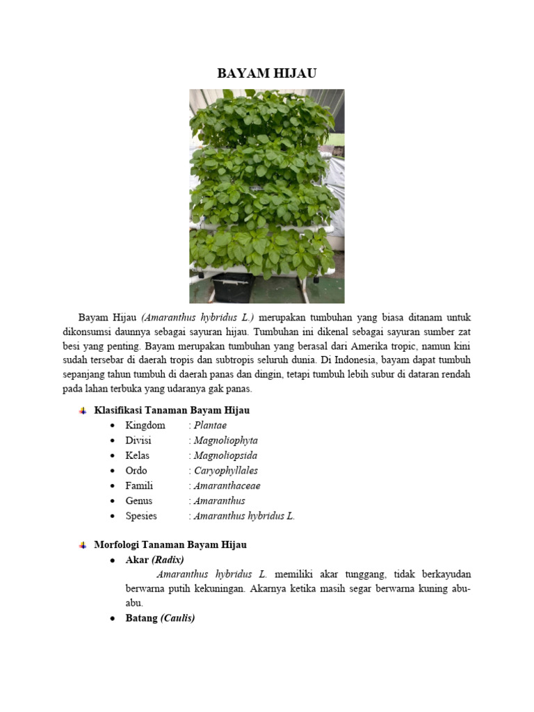 Bayam Hijau | PDF