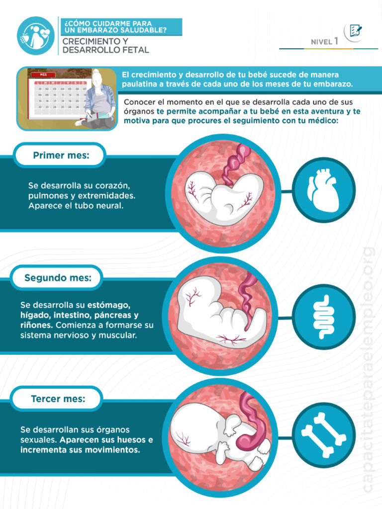 Crecimiento y Desarrollo Fetal | PDF