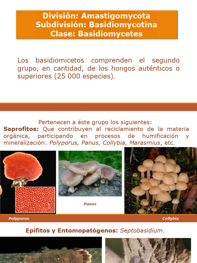 Características de los Basidiomicetos | PDF