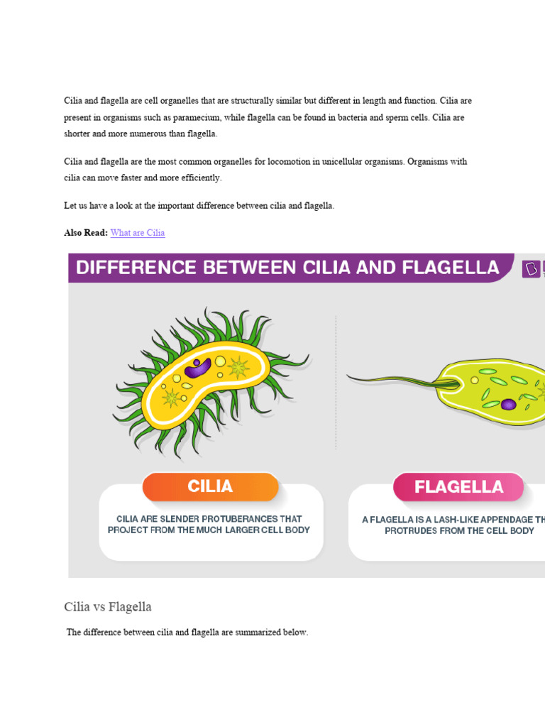 Ciliary and Flagella Movement | PDF