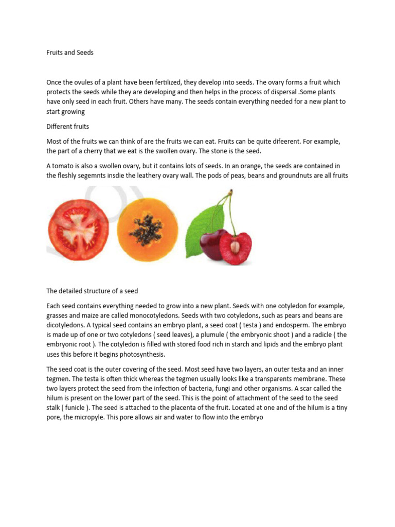 Fruits and Seeds | PDF | Seed | Germination