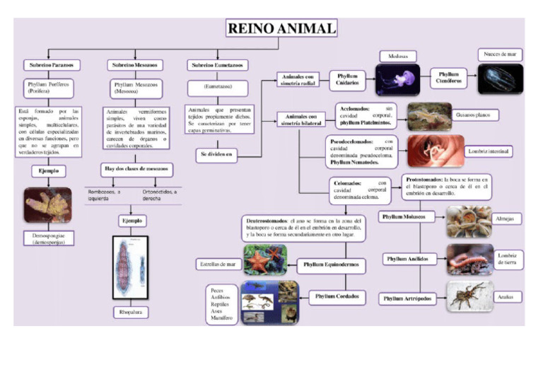 Mapa Conceptual Del Reino Animal | PDF