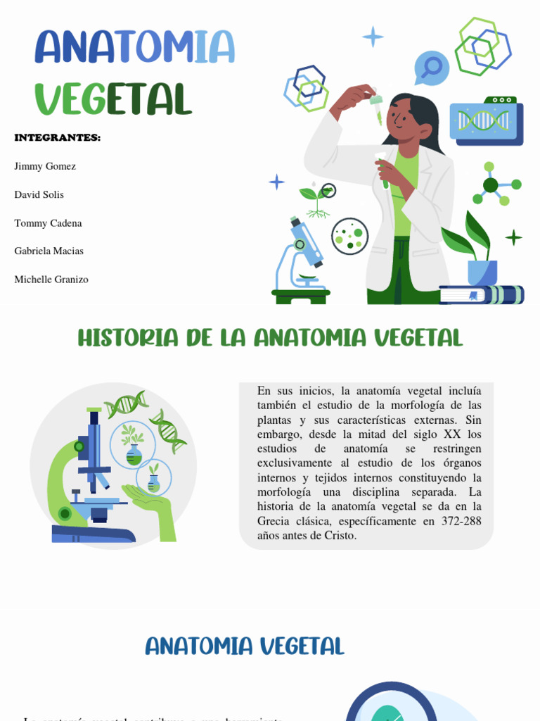 Anatomia Vegetal | PDF | Plantas | Semilla