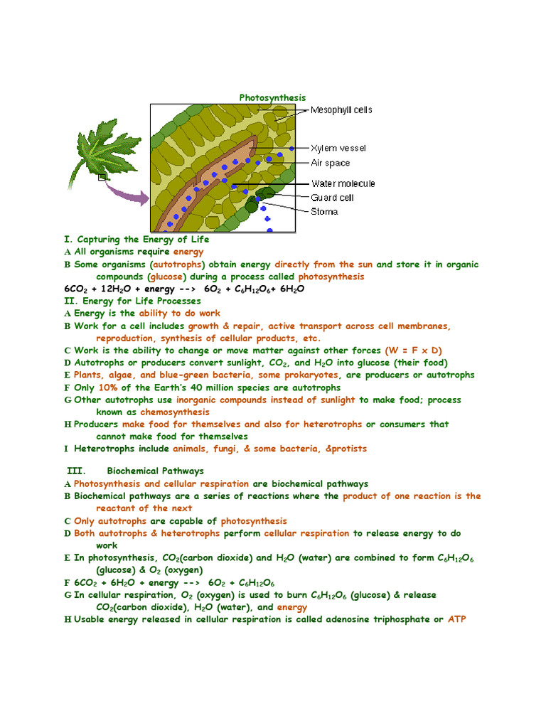 Photosynthesis | PDF | Photosynthesis | Chloroplast