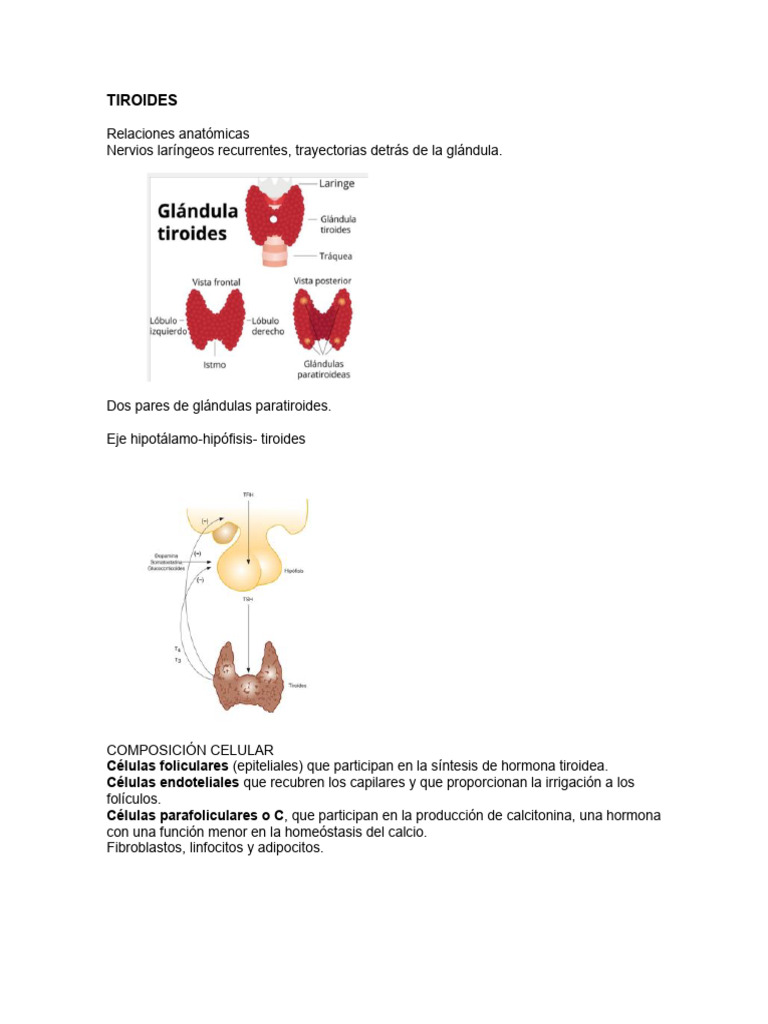 Tiroides Endo Dos | PDF | Tiroides | Hipertiroidismo
