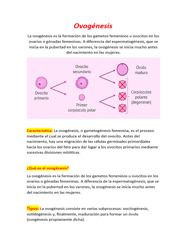 Ovogénesis | PDF | Salud y bienestar