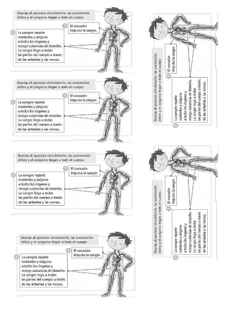 Sistema Circulatorio | PDF